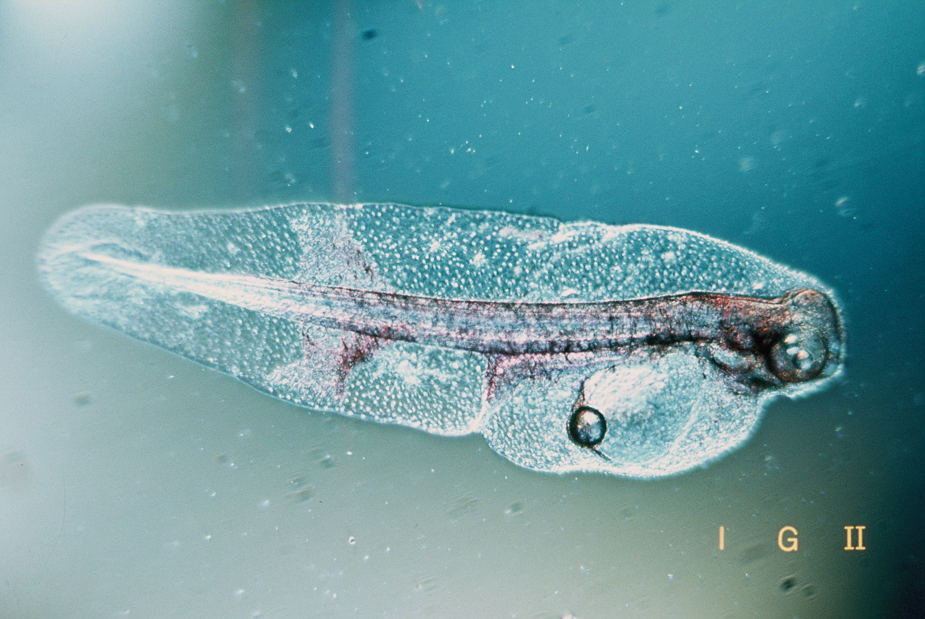 Aquaculture Consulting – FutureFish Aquaculture